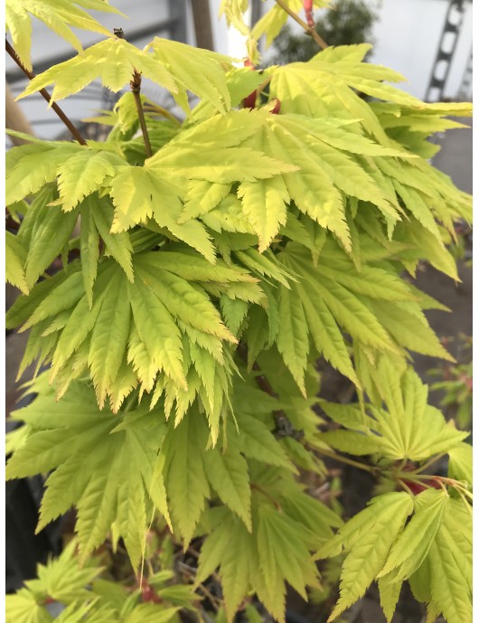 Acer Shirasawanum ''Jordan''
