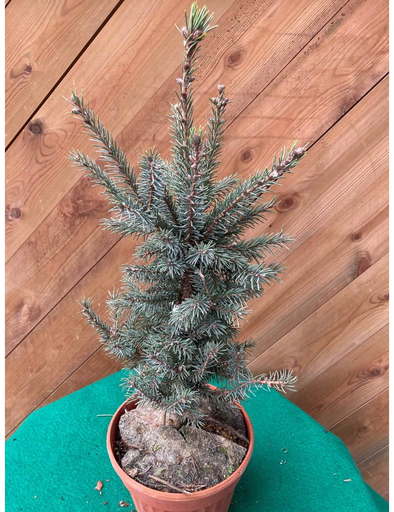 Picea ''ASPERATA'' Dragon Spruce o Abete della Cina