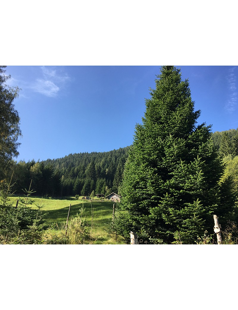 Abete albero - abies - tipi di abete - Trentino Garden