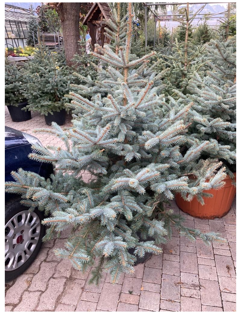 Picea Pungens Super Blue (ex Baby Blue) VASO