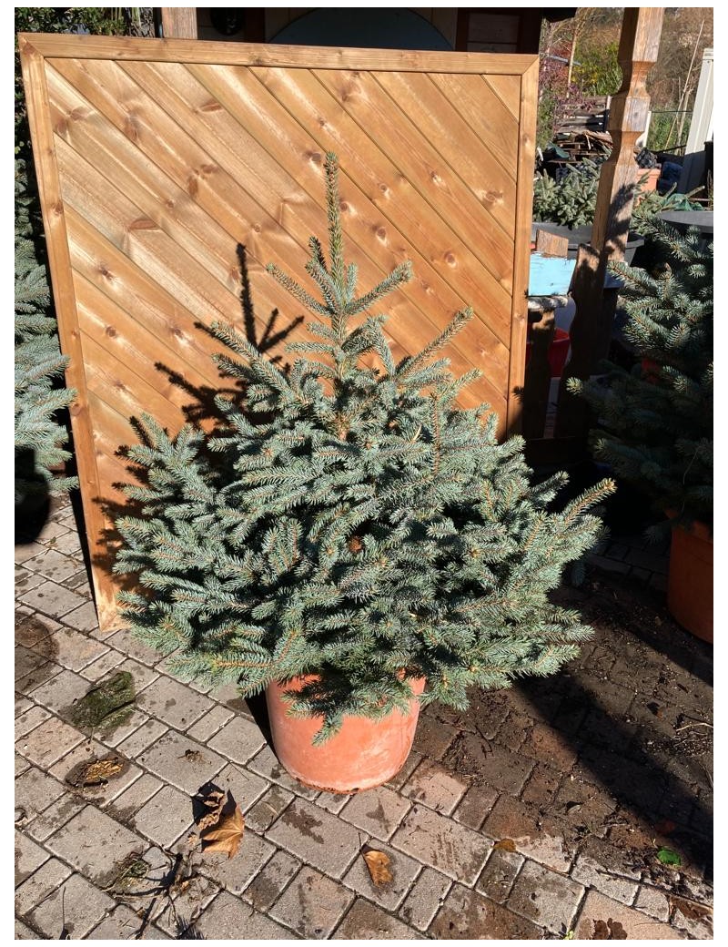 Picea Pungens Super Blue (ex Baby Blue) VASO