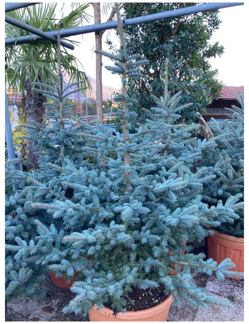Picea Pungens Super Blue (ex Baby Blue) VASO