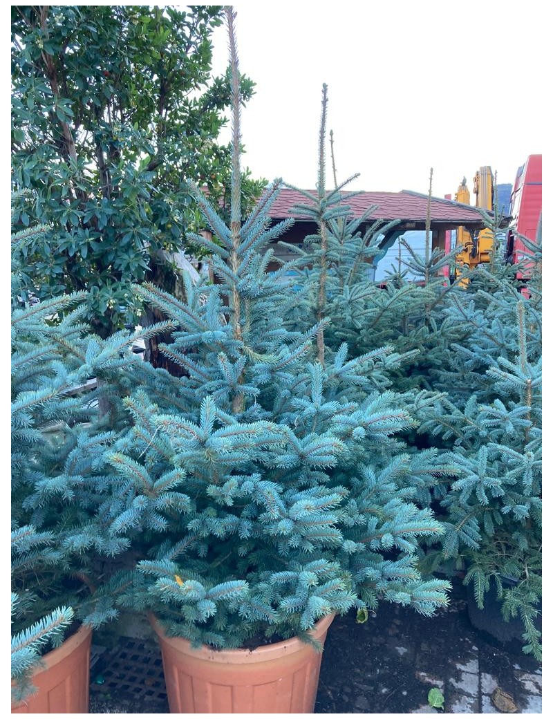 Picea Pungens Super Blue (ex Baby Blue) VASO