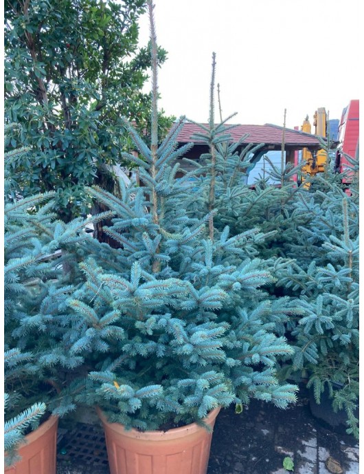 Picea Pungens Super Blue (ex Baby Blue) VASO