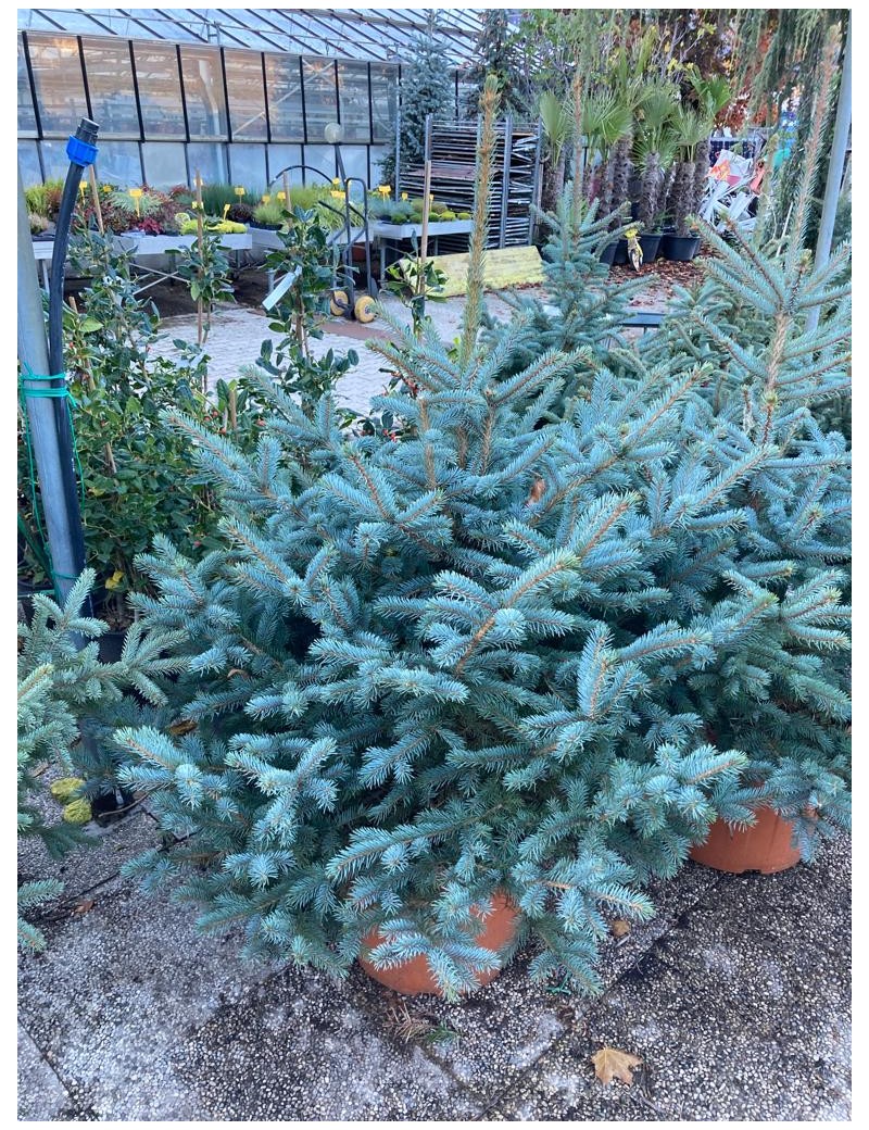 Picea Pungens Super Blue (ex Baby Blue) VASO
