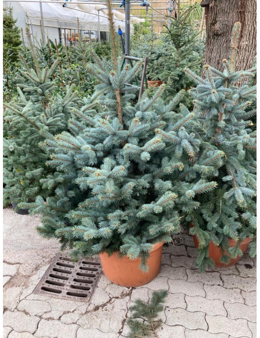 Picea Pungens Super Blue (ex Baby Blue) VASO